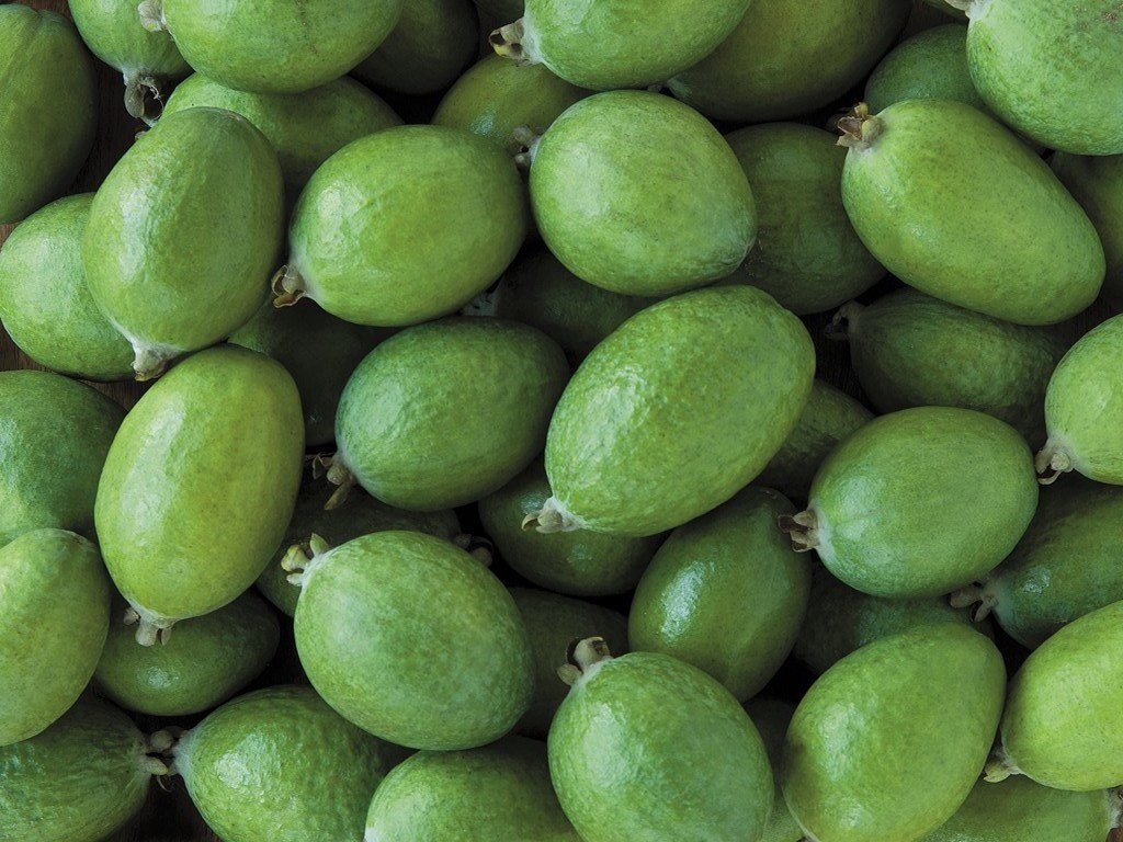 'Tis the season for feijoas! – Jess's Underground Kitchen